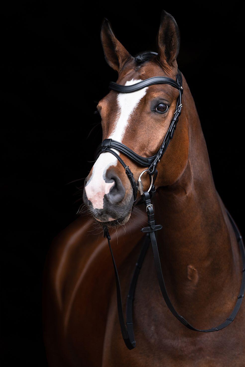 Uzda Anatomic › Pure Equestrian