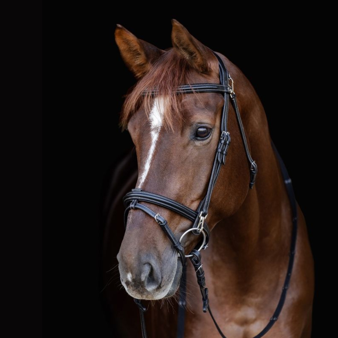 Uzda X-Line Work › Pure Equestrian